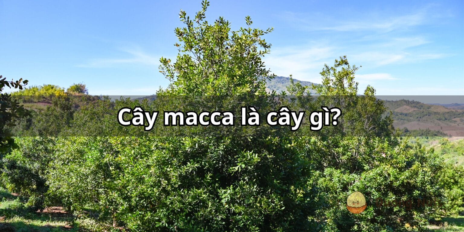 Cây macca là cây gì? Nguồn gốc xuất xứ macca - Duong Nuts