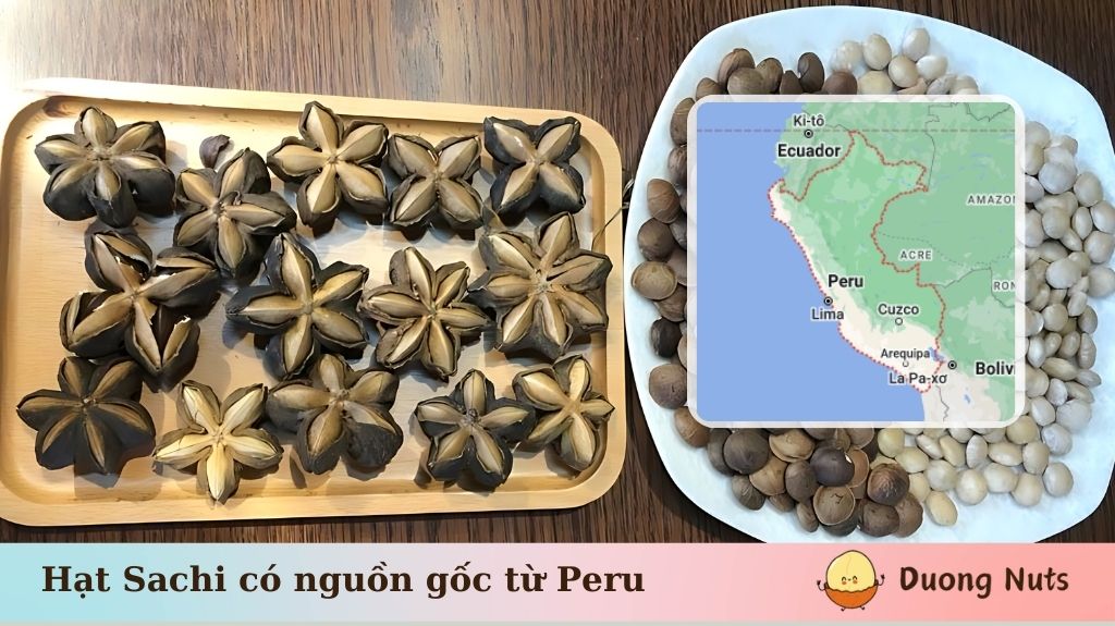 Hạt Sachi là gì? Khám phá nguồn gốc và đặc điểm của hạt Sachi - Duong Nuts