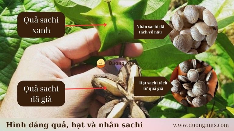 Hạt Sachi là gì? Khám phá nguồn gốc và đặc điểm của hạt Sachi - Duong Nuts